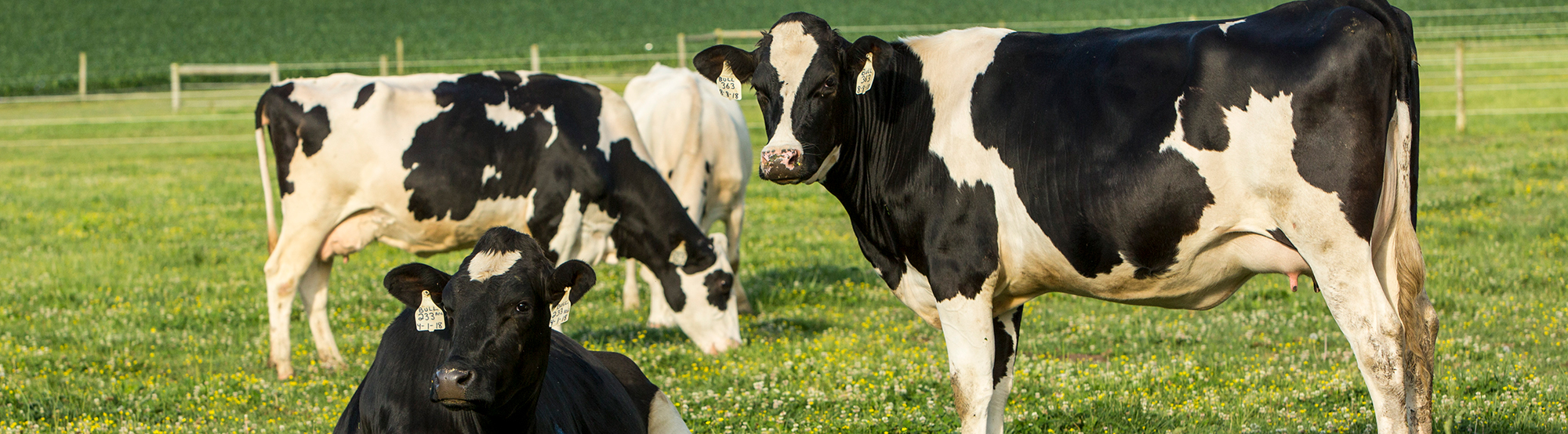 Commitment To Animal Welfare - Wakefern